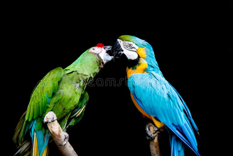 Arara Azul E Arara Militar Verde Foto de Stock - Imagem de militar ...