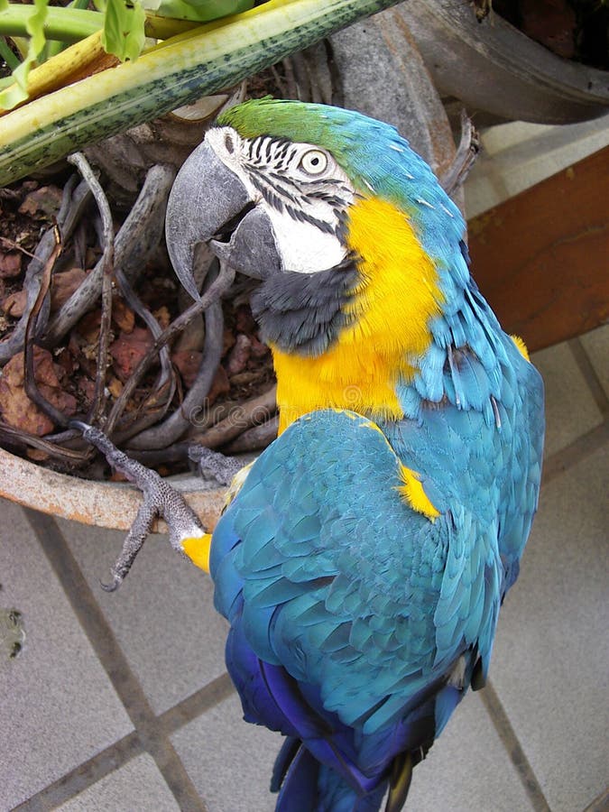 Arara bird stock photo. Image of animal, brazilian, colours - 375884