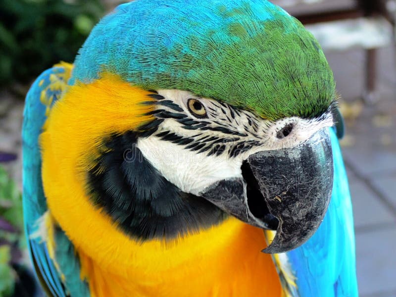 Arara bird stock image. Image of extinct, brazilian, blue - 3801227