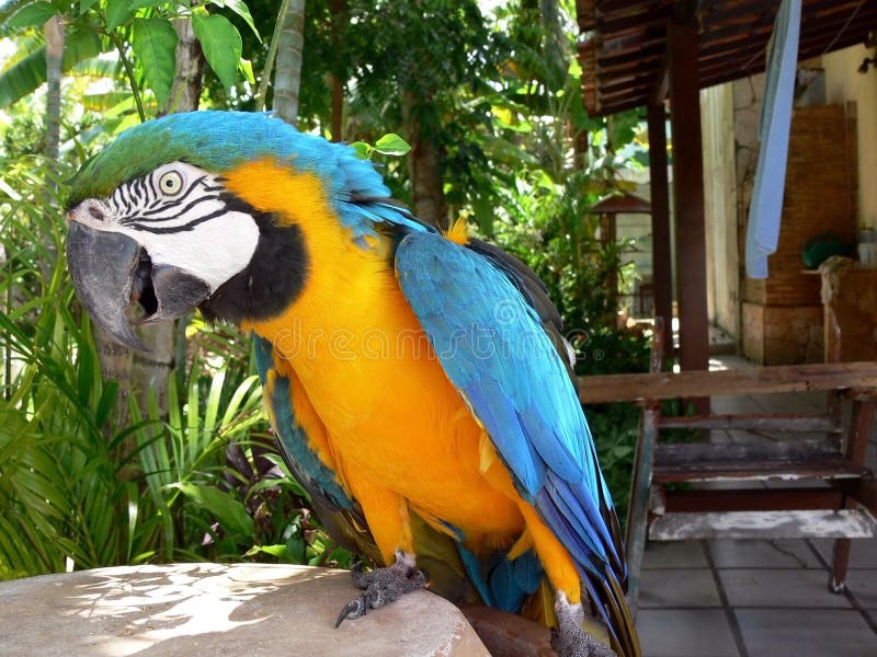 Wild Arara (parrot) stock image. Image of green, feather - 5452649