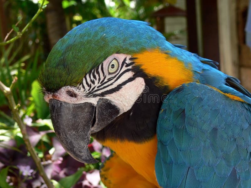 Arara bird stock photo. Image of birdlists, exotic, color - 4058068