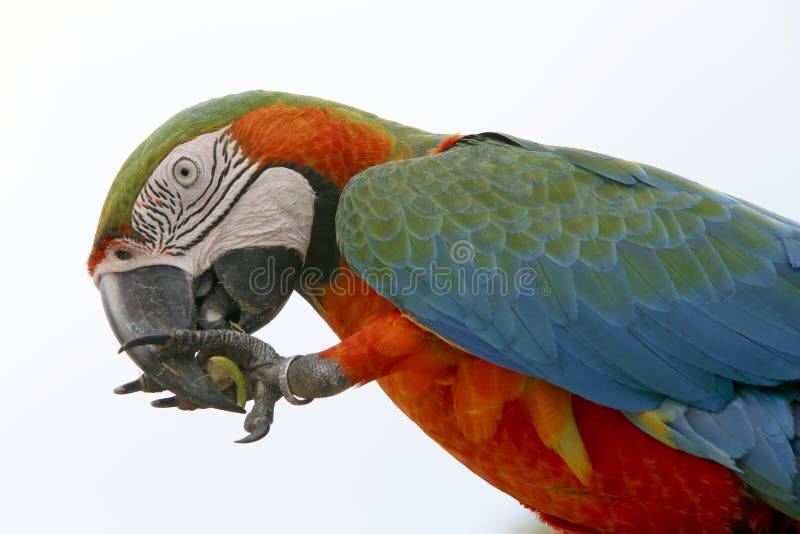 Arara brazilian bird stock image. Image of brazil, tropical - 14899373