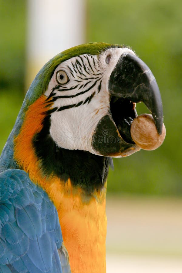 Arara brazilian bird stock photo. Image of plumage, colors - 14899346