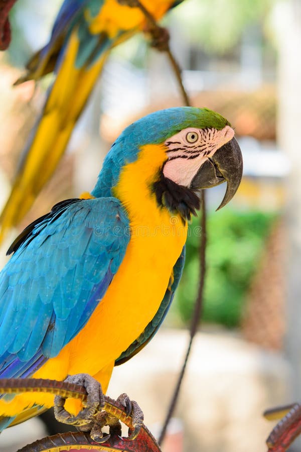 Cor Bonita Do Papagaio Da Arara Foto de Stock - Imagem de azul ...