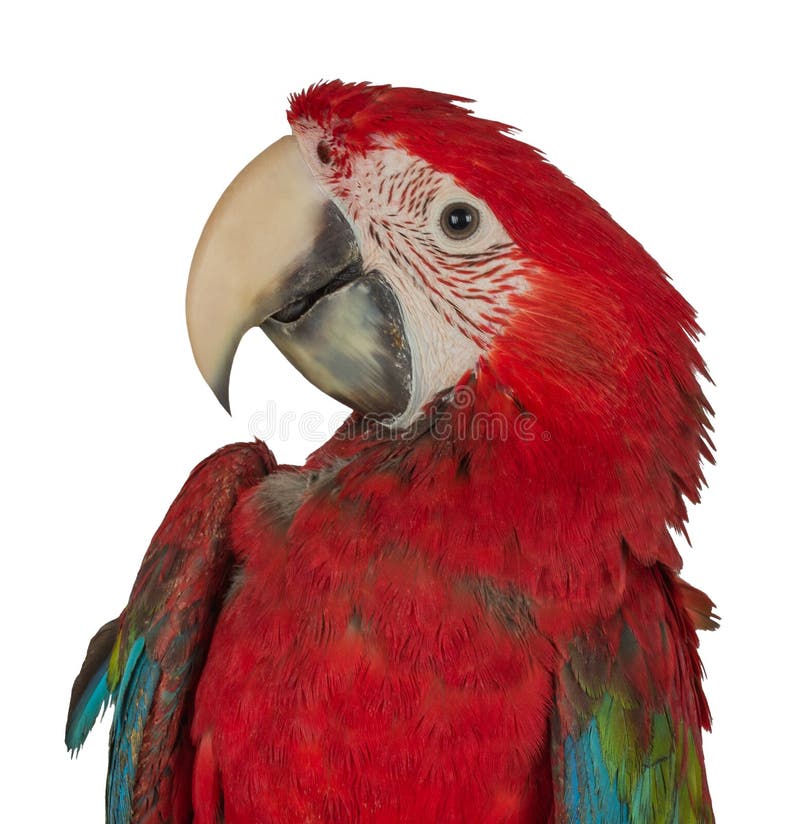 Arara Colorida Isolada No Fundo Branco Imagem de Stock - Imagem de ...