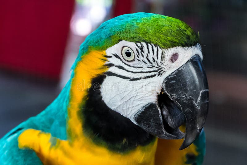 Arara do papagaio imagem de stock. Imagem de fauna, vida - 37896129