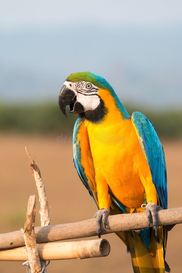 Arara do papagaio imagem de stock. Imagem de garra, wildlife - 72118885