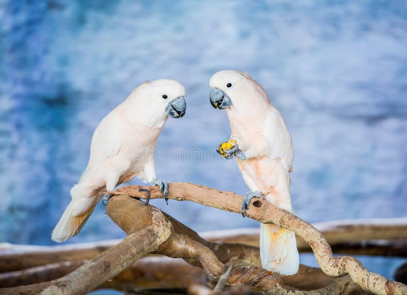 510 Arara Branca Fotos - Fotos de Stock Gratuitas e Fotos Royalty-Free ...