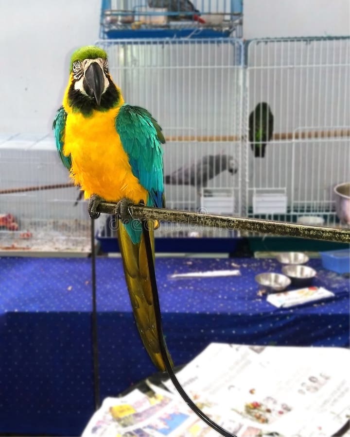 Arara verde amarela imagem de stock. Imagem de colorido - 128963951