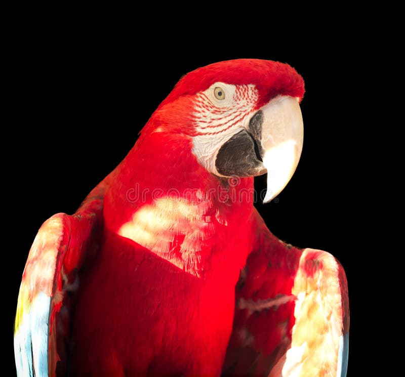 Lado-vista De Uma Arara Verde-voada Foto de Stock - Imagem de pena ...