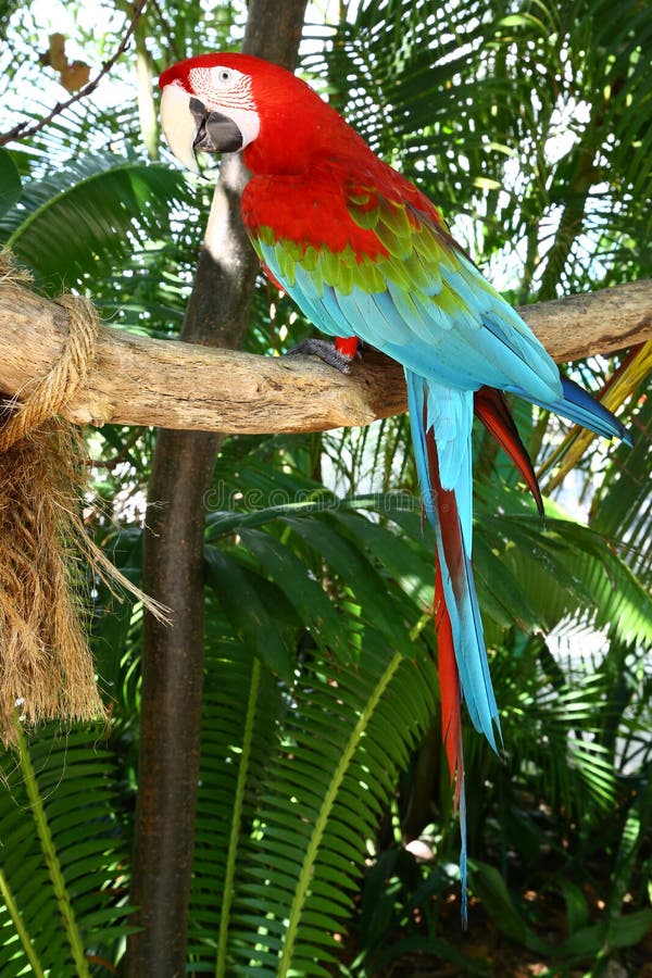 Arara Verde-voada Empoleirada Foto de Stock - Imagem de voada, verde ...