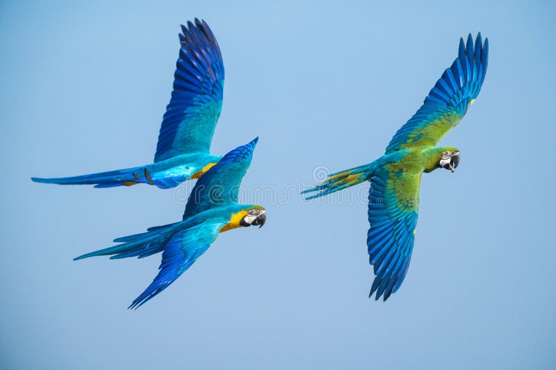 Arara voando sobre fundo foto de stock. Imagem de pena - 207069930