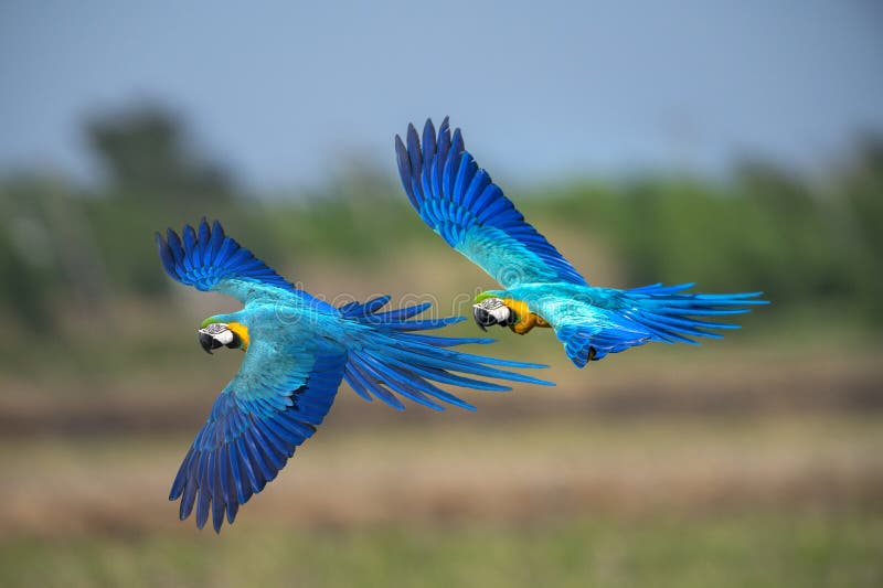 Arara Voando Sobre Fundo Verde Imagem de Stock - Imagem de nave ...