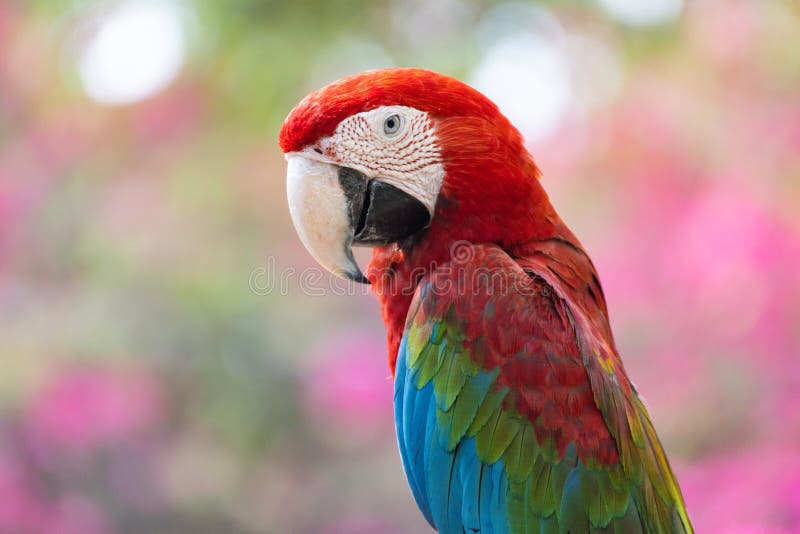 Ararara-vermelha-de-bico Com Fundo De Arbustos Imagem de Stock - Imagem ...