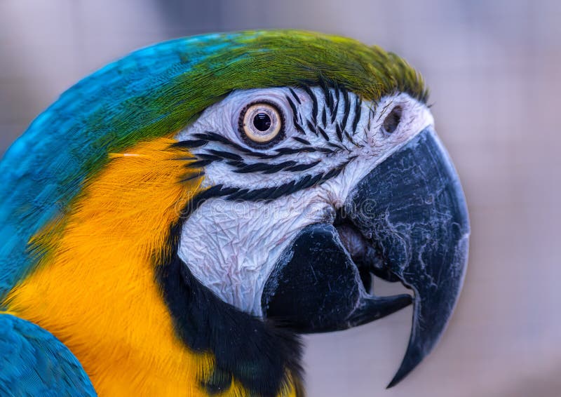 Ararauna - Ara ararauna stock image. Image of shot, nature - 221428907