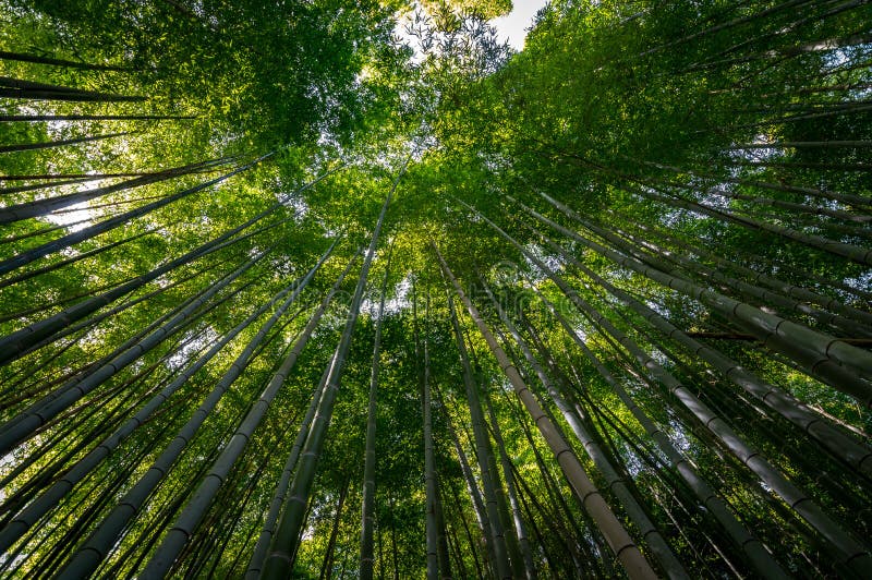Arashiyama Bamboo-bos in Kyoto Stock Afbeelding - Image of bestemming ...