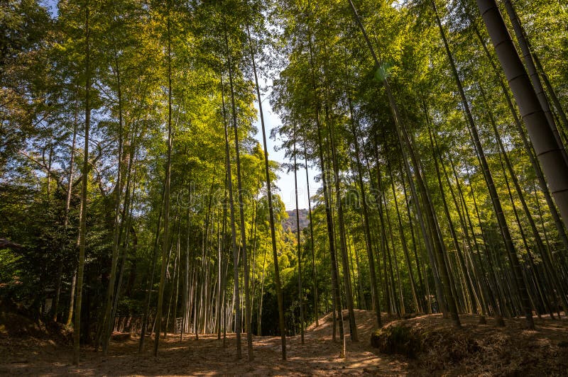 Arashiyama Bamboo-bos in Kyoto Stock Afbeelding - Image of bestemming ...
