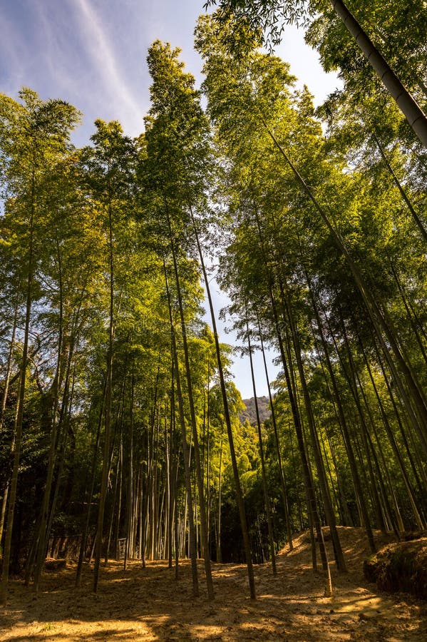 Arashiyama Bamboo-bos in Kyoto Stock Afbeelding - Image of bestemming ...
