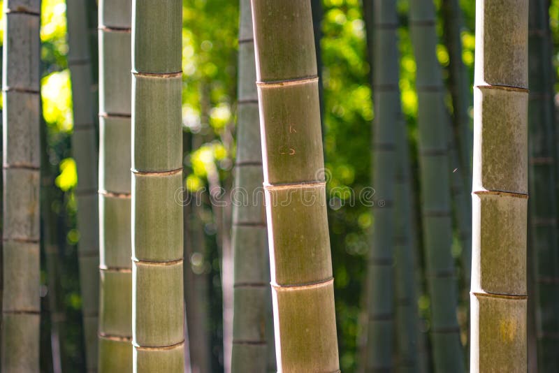 Arashiyama Bamboo-bos in Kyoto Stock Afbeelding - Image of bestemming ...