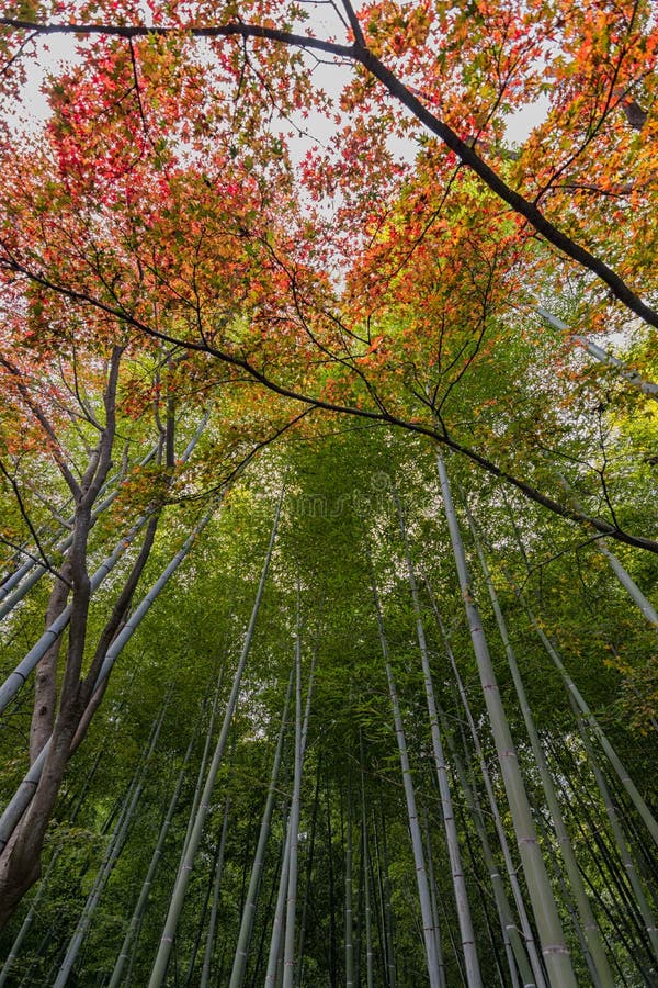 Arashiyama Bamboo-bos in Kyoto Stock Afbeelding - Image of bestemming ...