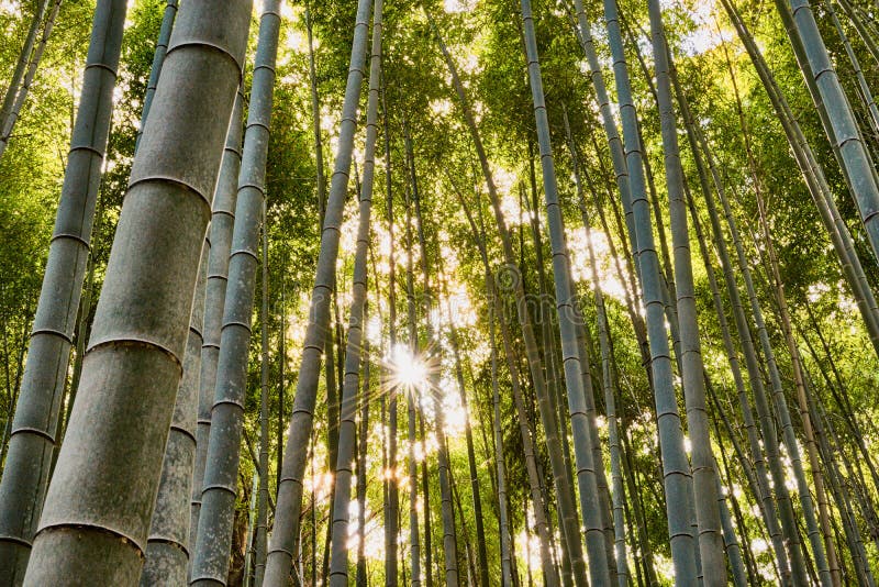 Arashiyama Bamboo-bos in Kyoto Stock Afbeelding - Image of bestemming ...