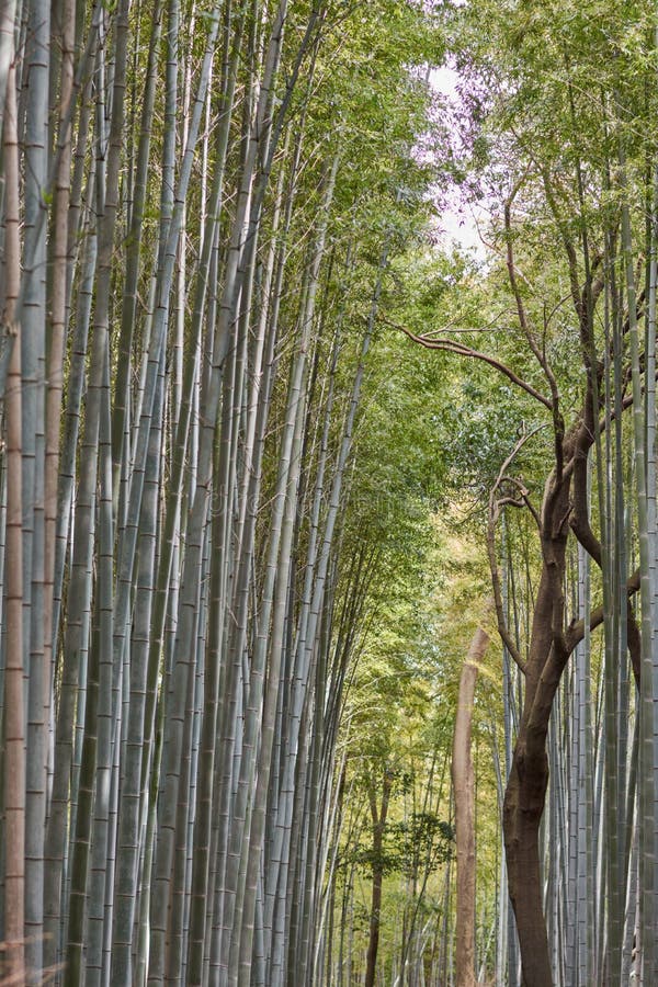 Arashiyama Bamboo-bos in Kyoto Stock Afbeelding - Image of bestemming ...
