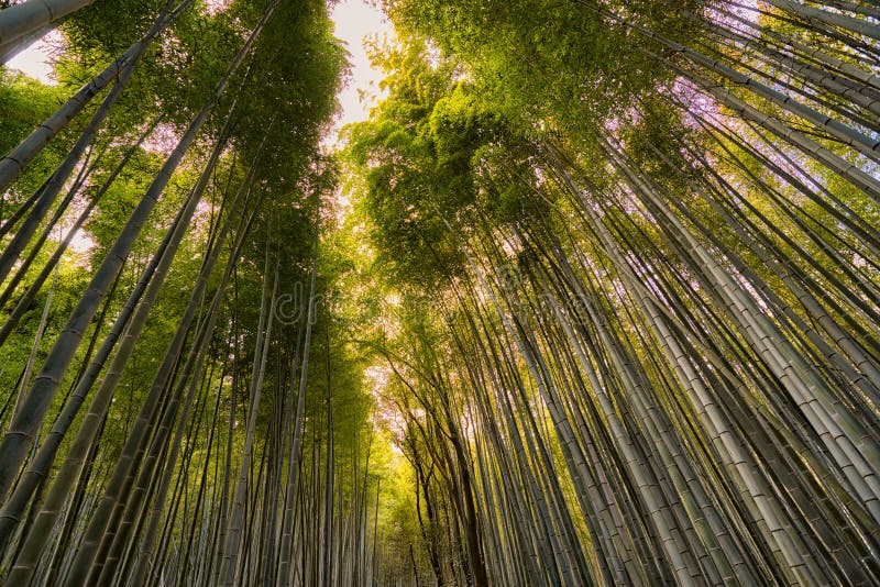 Arashiyama Bamboo-bos in Kyoto Stock Afbeelding - Image of bestemming ...