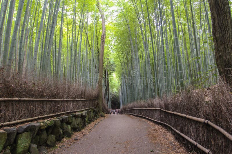 Arashiyama Bamboo Path, Japan Stock Photo - Image of grass, landscaped ...