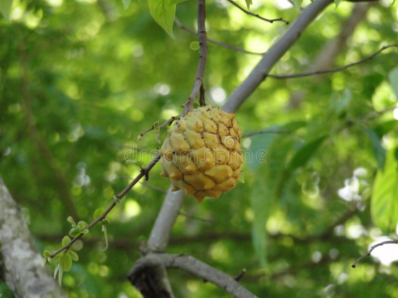 Fruto De Marolo, De Araticum Ou De Bruto Fruto Tropical Dos Habitantes ...