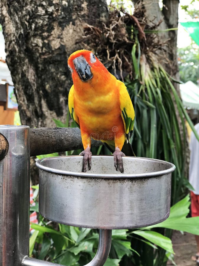 Aratinga Conures or Aratinga Solstitialis or Sun Parakeet. Stock Photo ...