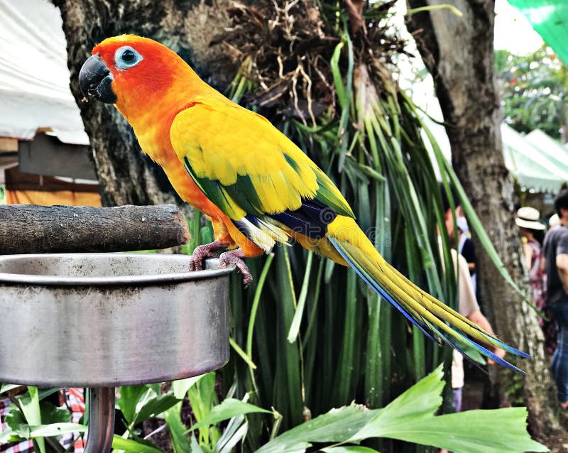 Aratinga Conures or Aratinga Solstitialis or Sun Parakeet. Stock Photo ...