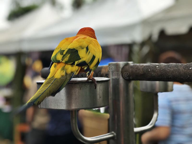 Aratinga Conures or Aratinga Solstitialis or Sun Parakeet. Stock Photo ...