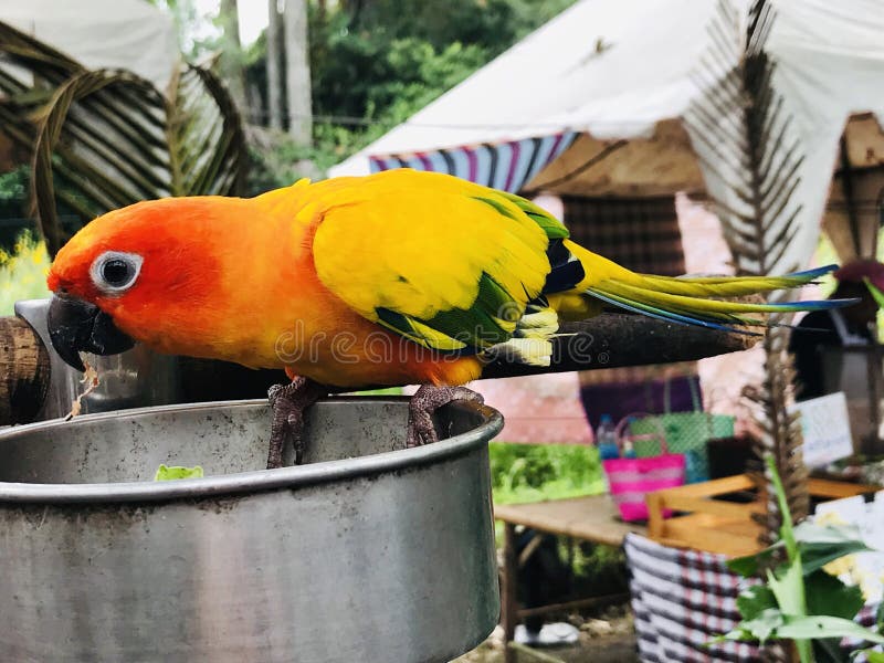 Aratinga Conures or Aratinga Solstitialis or Sun Parakeet. Stock Photo ...