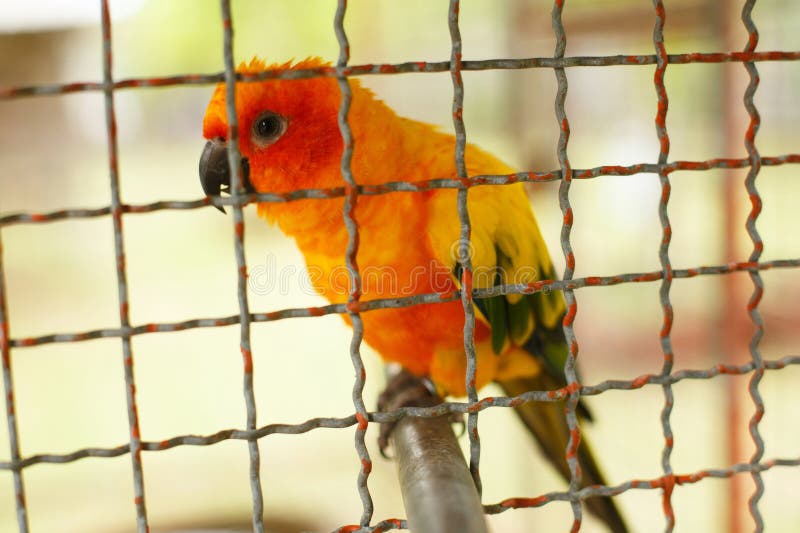 Aratinga Parrot in a Cage Sitting on a Stick Stock Photo - Image of ...