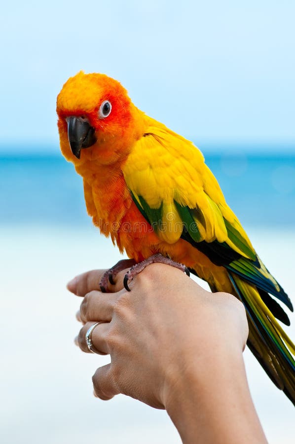 Aratinga Solstitialis Bird. Stock Image - Image of avian, orange: 25385875