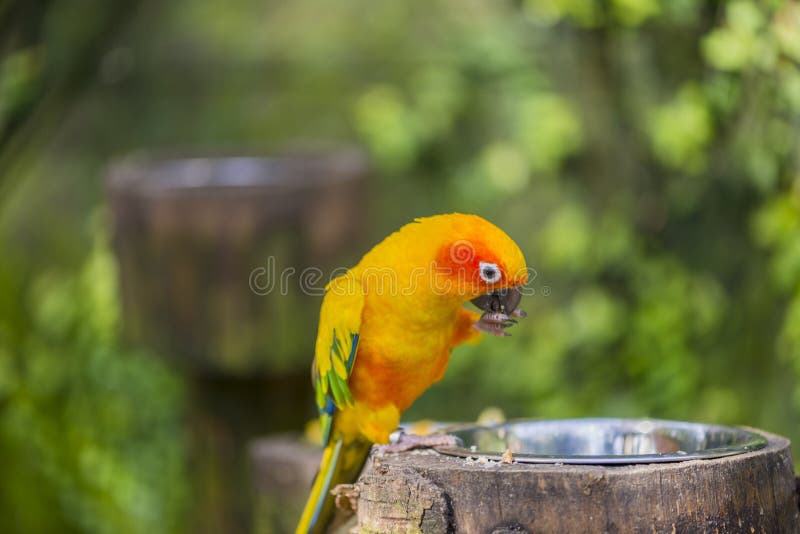 Aratinga solstitialis stock photo. Image of wild, animals - 54252208