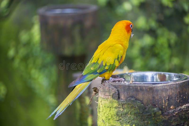 Aratinga solstitialis stock image. Image of creature - 54256077