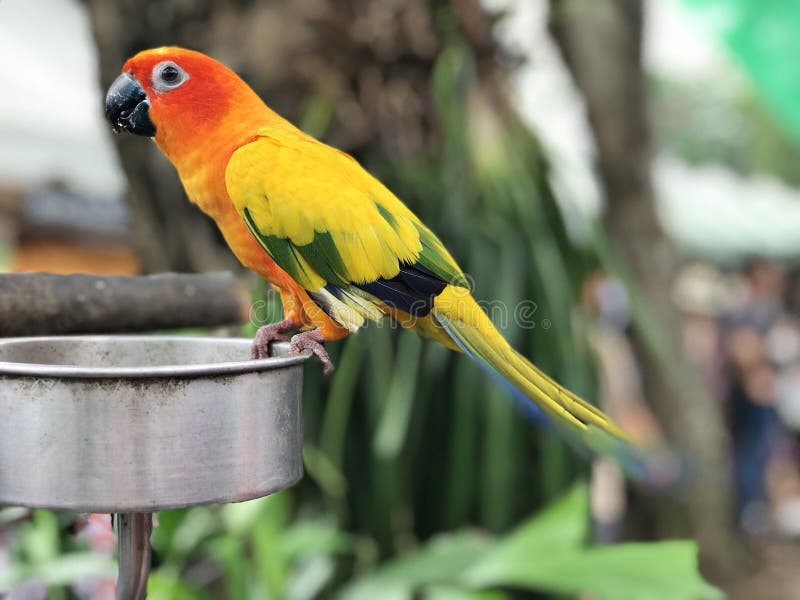 Aratingaconures of Aratinga-solstitialis of Zonparkiet Stock Foto ...
