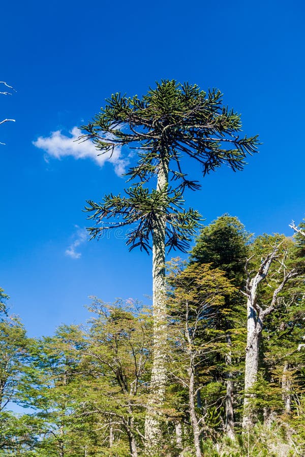 399 Araucaria Chilena De Chile Fotos de stock - Fotos libres de ...