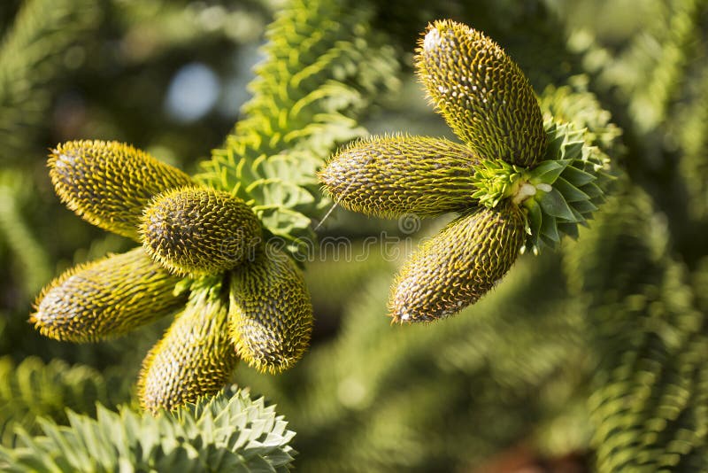 Araucaria stock image. Image of chilean, closeup, monkey - 40901279