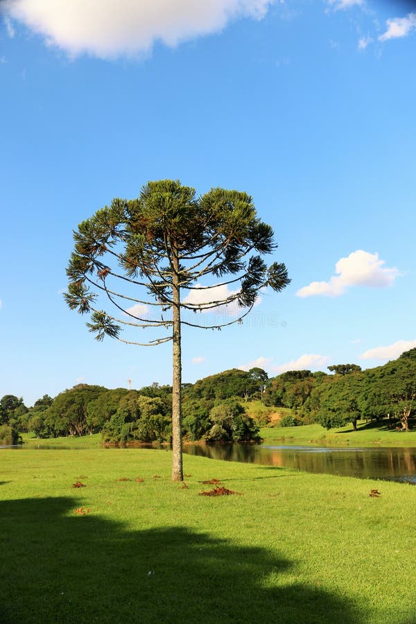 Araucaria Angustifolia (Brazilian Pine) Stock Photo - Image of stem ... Araucaria Angustifolia (Brazilian Pine) Stock Photo - Image of stem ...
