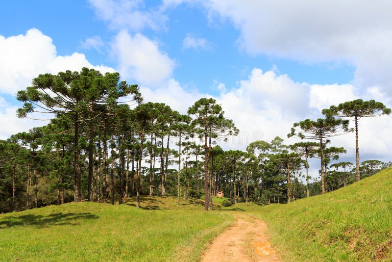 Araucaria Angustifolia ( Brazilian Pine) Forest, Brazil Stock Image ... Araucaria Angustifolia ( Brazilian Pine) Forest, Brazil Stock Image ...