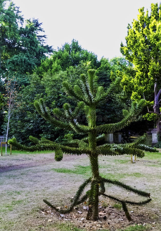 1,407 Monkey Pine Tree Stock Photos - Free & Royalty-Free Stock Photos ...