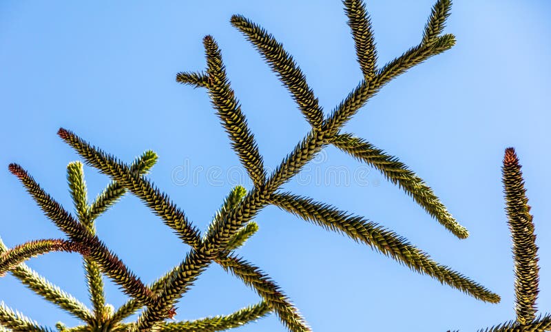 Araucaria Araucana Grows in the Park Stock Image - Image of green ...
