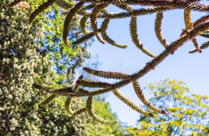 Araucaria Araucana Grows in the Park Stock Image - Image of background ...
