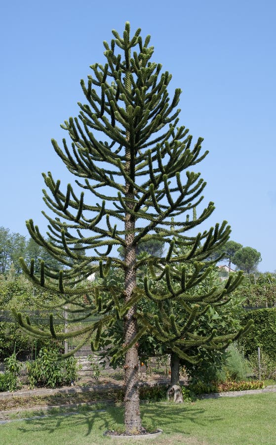 Araucaria Araucana- Monkey Puzzle Tree Stock Photo - Image of garden ...