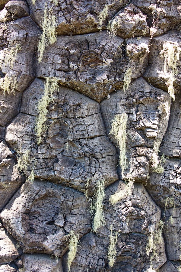 Araucaria bark stock photo. Image of chap, texture, wood - 82646142