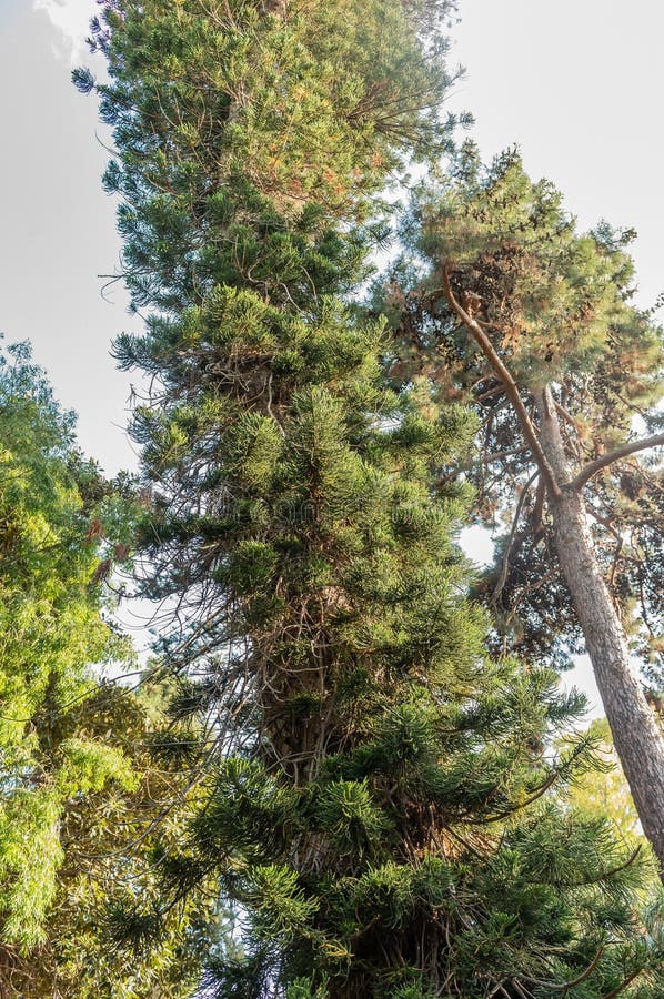 Araucaria Columnaris Called Cook Pine Native from New Caledonia Stock ...