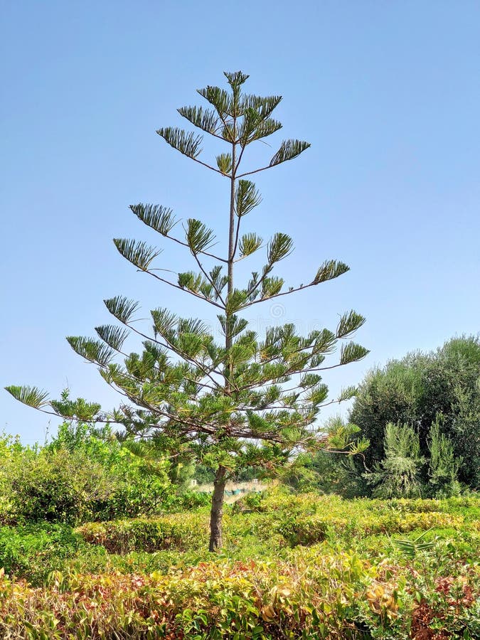 Araucaria Excelsa / Araucaria Stock Image - Image of pine, wild: 197784817