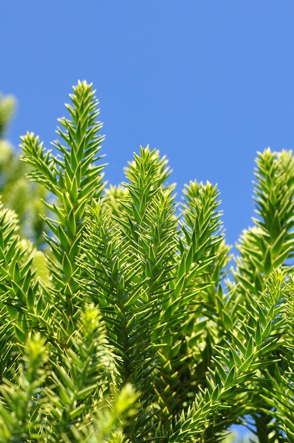 Leaved Araucaria Stock Photos - Free & Royalty-Free Stock Photos from ...